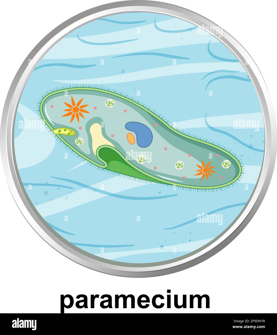 Paramecium Bursaria Labeled