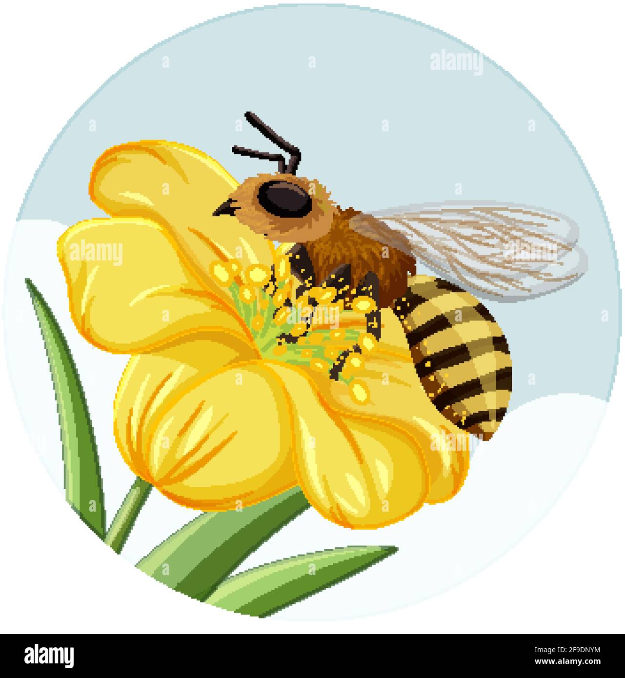 Honeybee on yellow flower on white background illustration Stock Vector ...