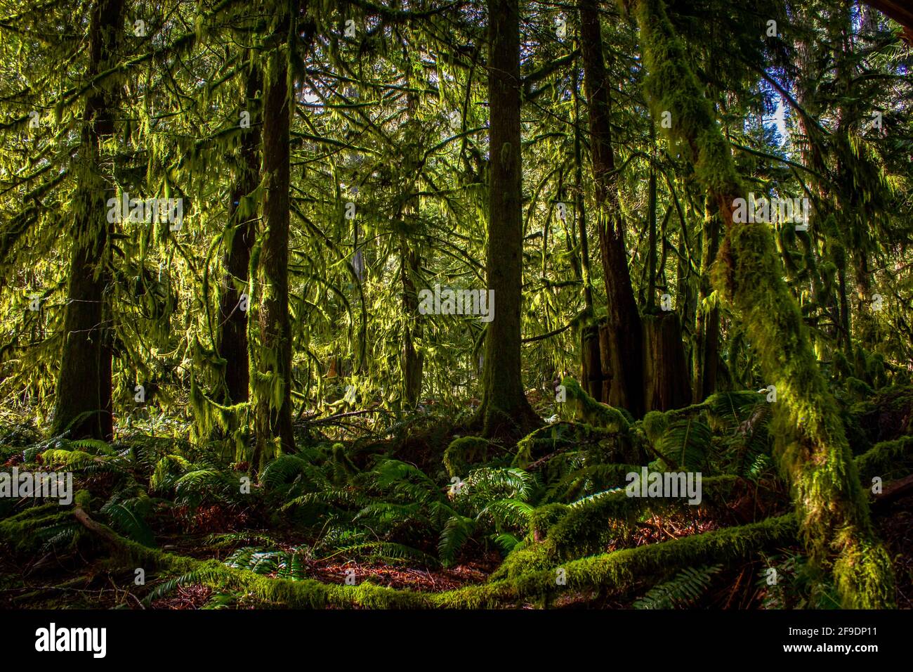 Moss covered trees in an old growth rain forest on Vancouver Island ...