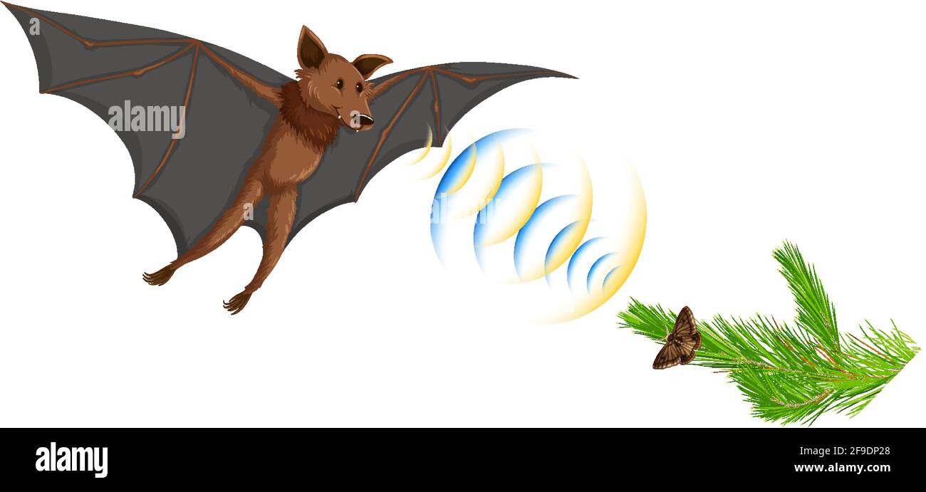 Echolocation in bats isolated on white background illustration Stock ...