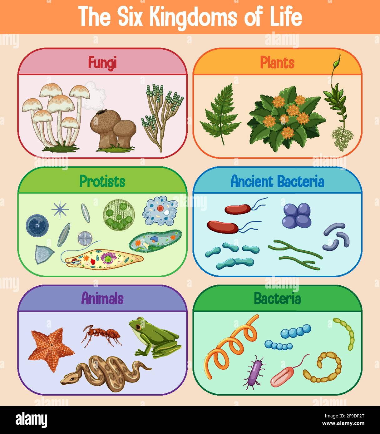 Science poster of six kingdoms of life illustration Stock Vector Image ...