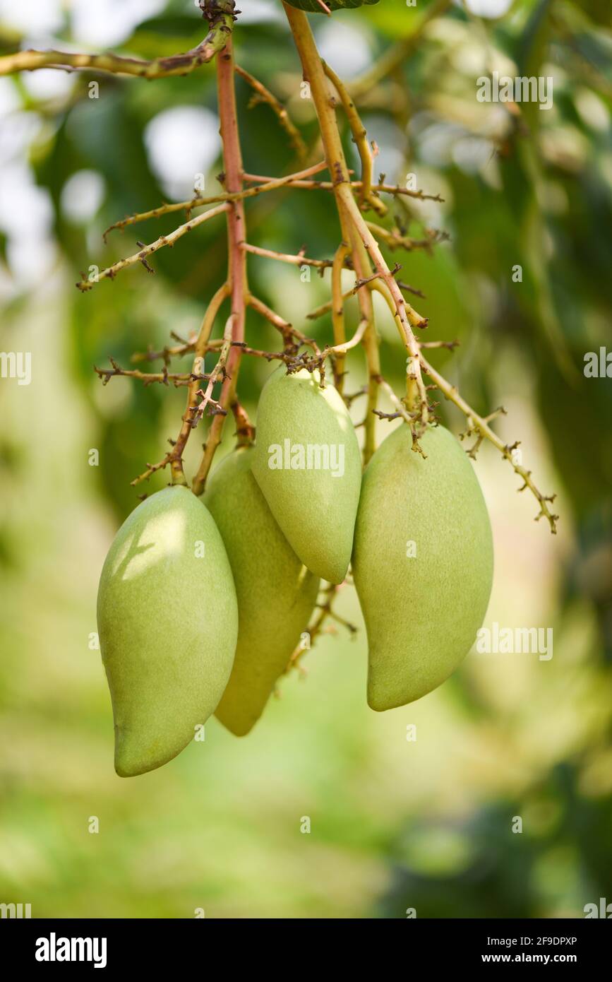 raw mango hanging on tree with leaf background in summer fruit garden ...