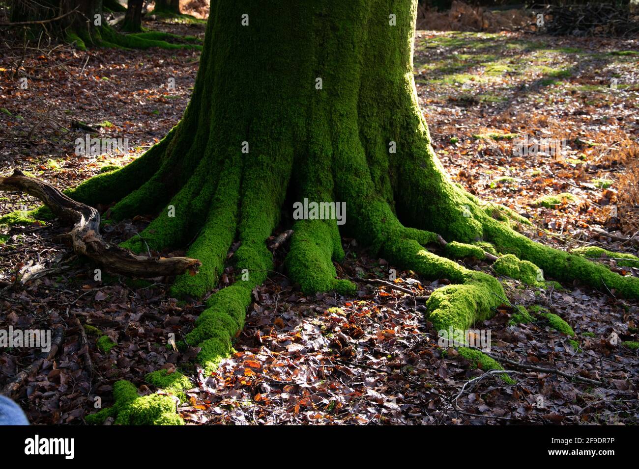 A tree covered in moss in autumn Stock Photo - Alamy