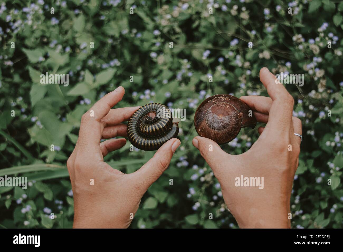 Hand holding snails hi-res stock photography and images - Alamy
