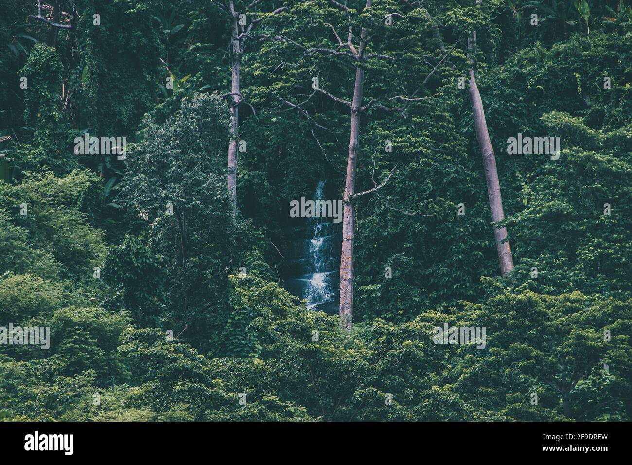 A beautiful scenery of a forest with a lot of trees and greenery Stock ...