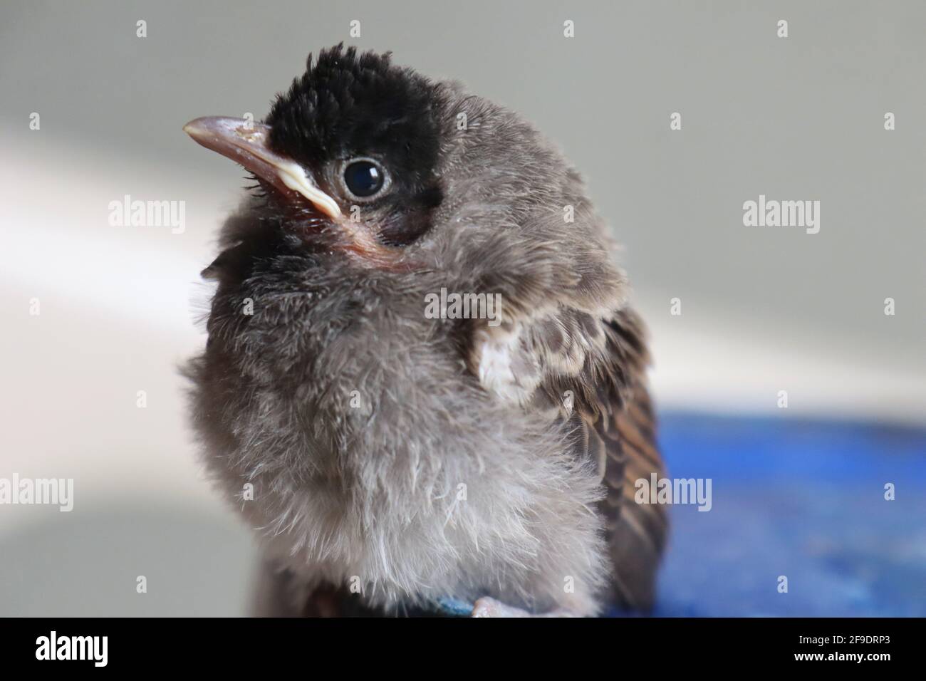 A closeup of a cute baby bulbul bird Stock Photo - Alamy