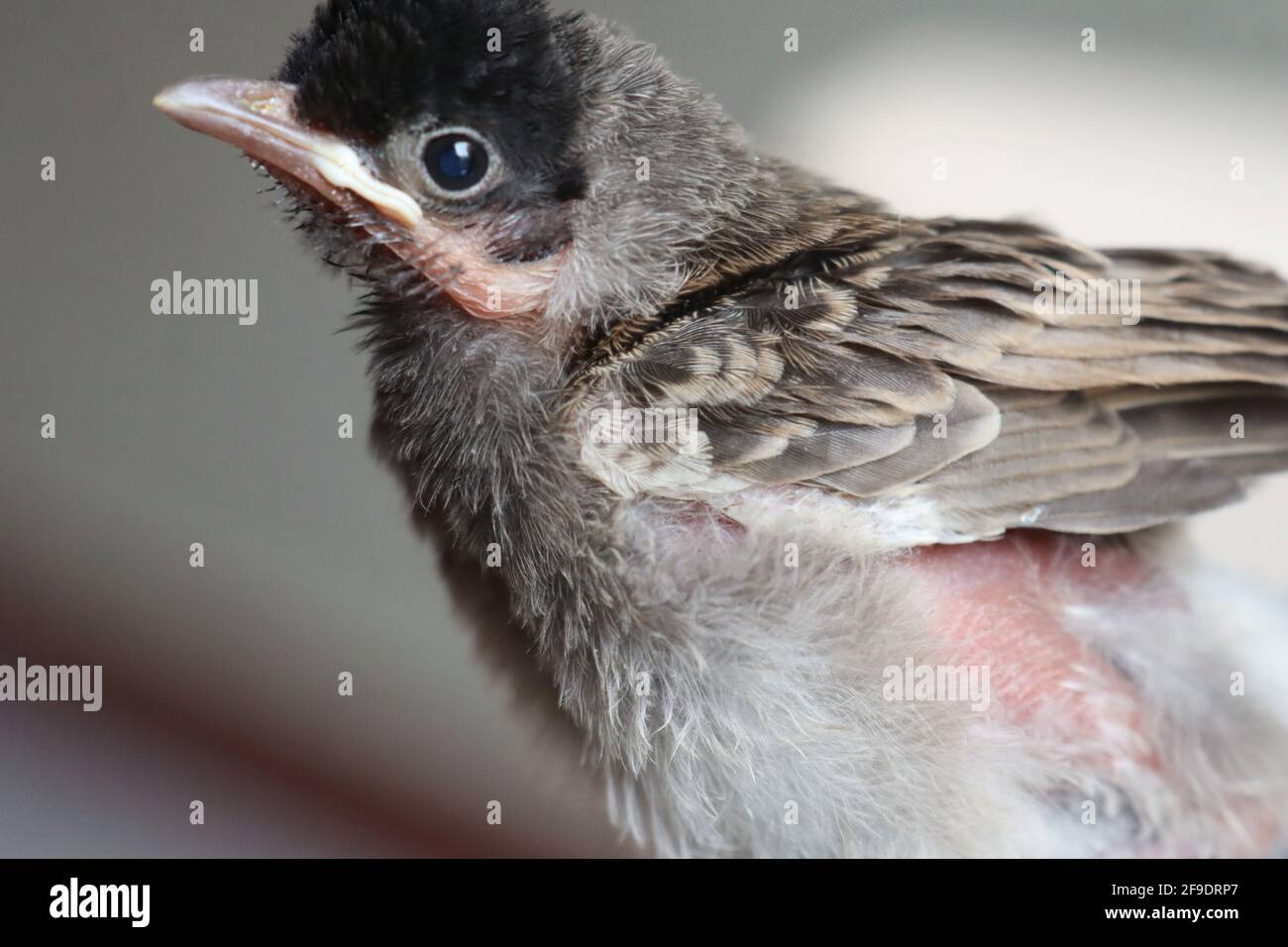 A closeup of a cute baby bulbul bird trying to fly Stock Photo - Alamy