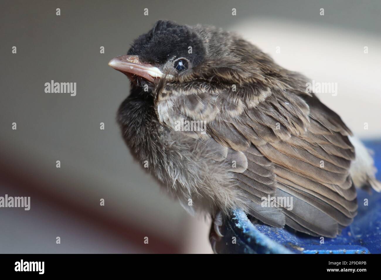 Baby bulbul hi-res stock photography and images - Alamy
