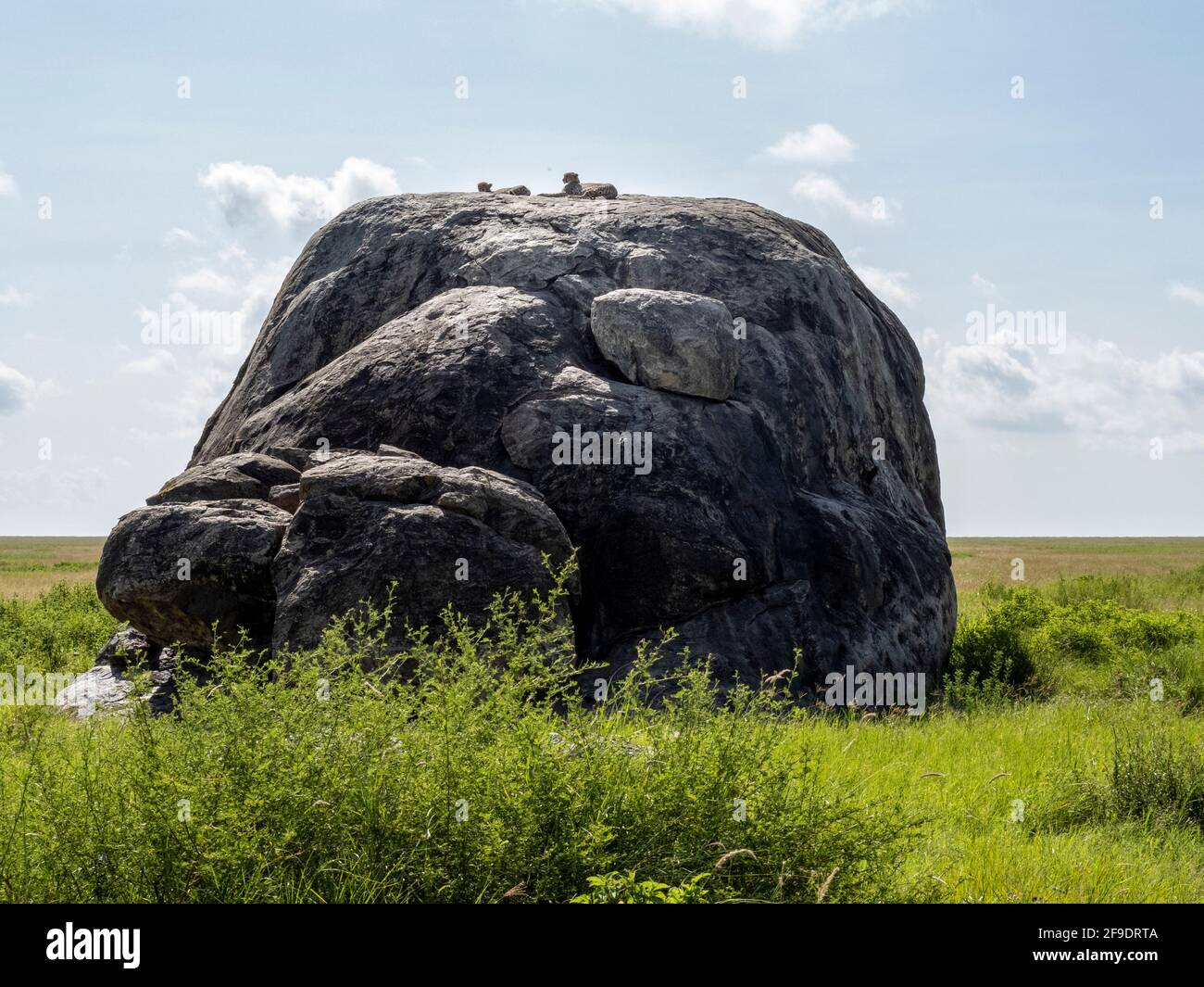 Serengeti National Park, Tanzania, Africa - March 1, 2020: Leopards ...