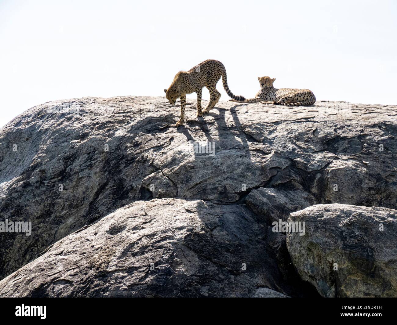 Cheetah On Rock High Resolution Stock Photography and Images - Alamy