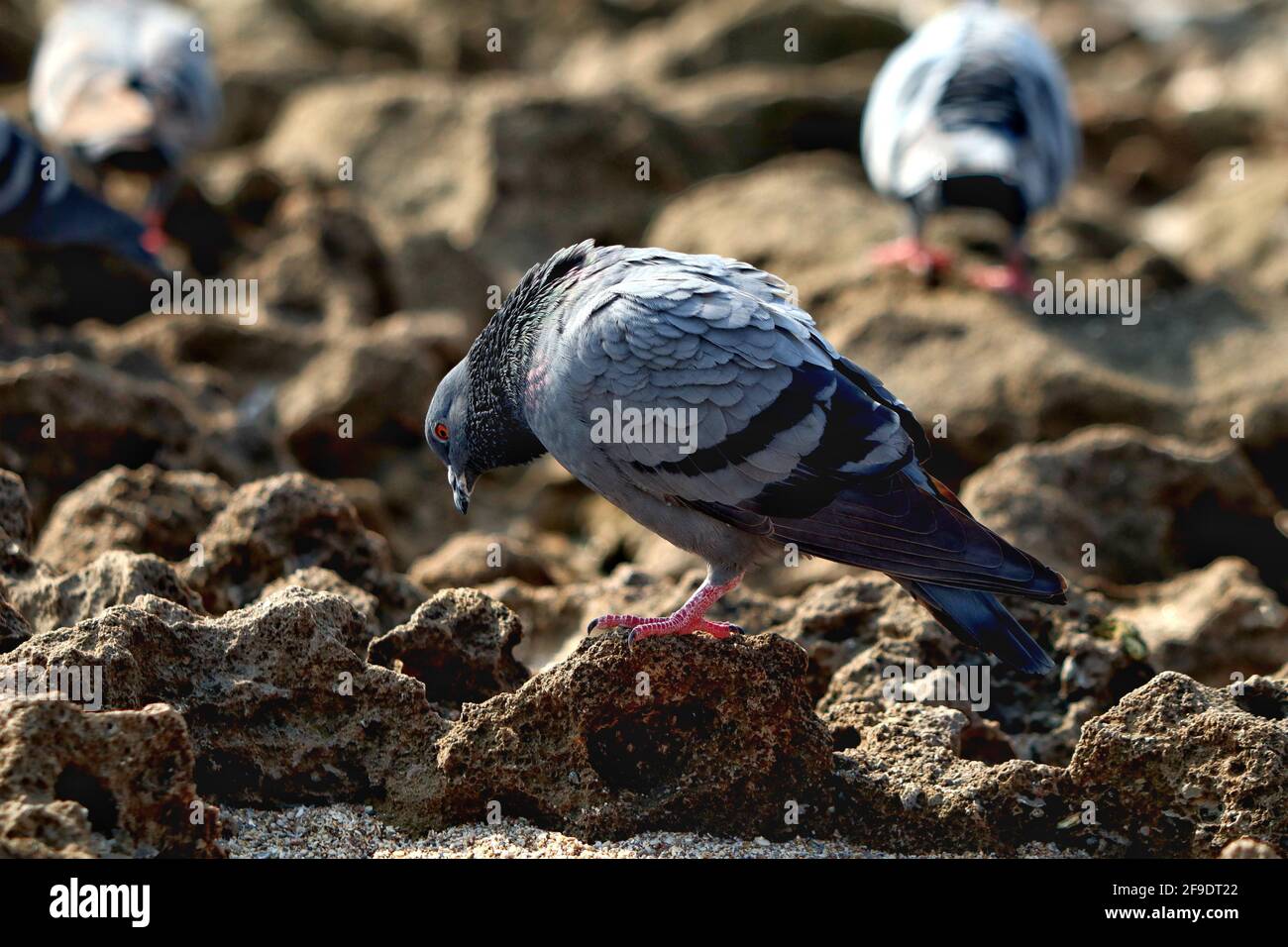 A closeup of a rock pigeon standing on the rocks with its head down ...