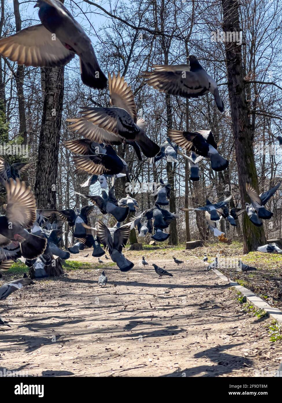 Doves flying sunset hi-res stock photography and images - Alamy