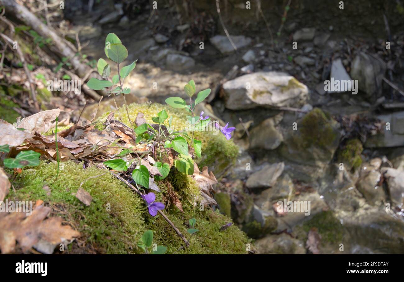 Violet flowers, Viola odorata, on the moss on the edge of a stream ...