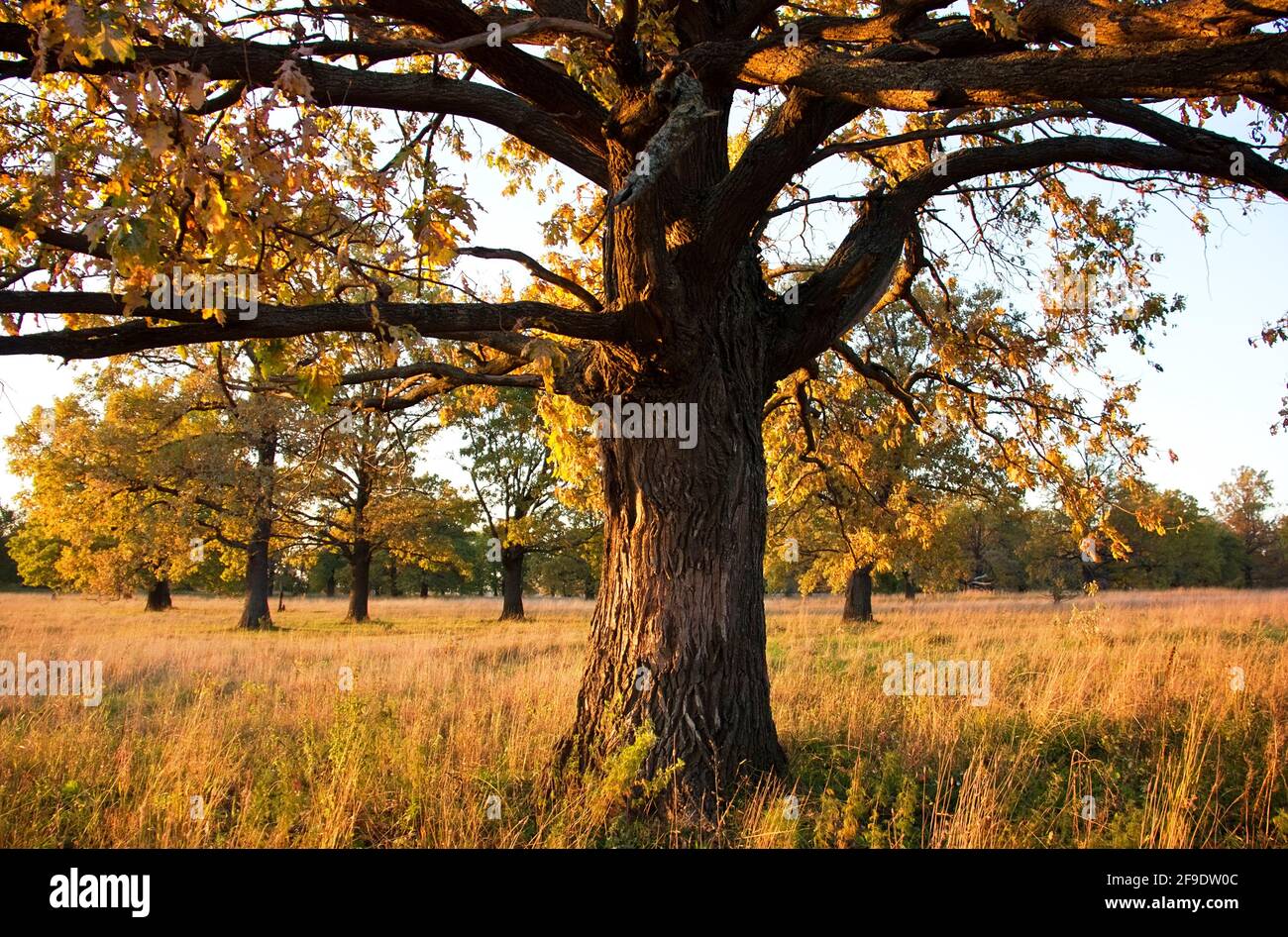 Big oak sunrise hi-res stock photography and images - Alamy