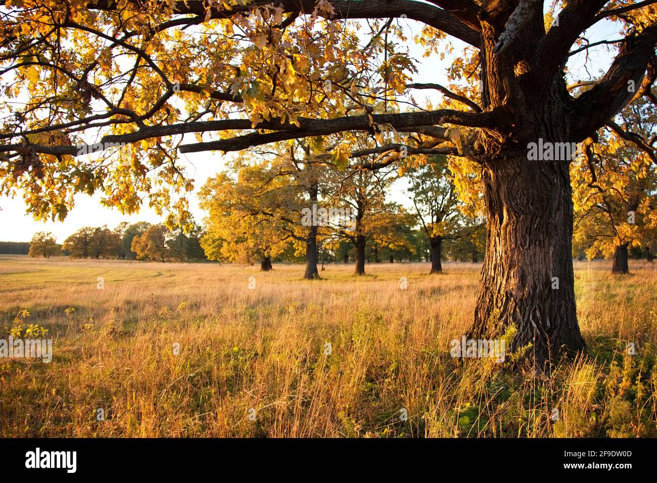 Big oak sunrise hi-res stock photography and images - Alamy