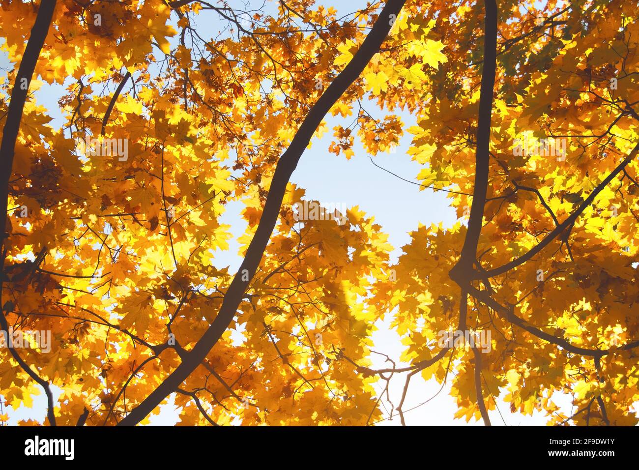 Branches of a maple tree against blue sky. Bright yellow maple leaves on the tree. Autumn ...