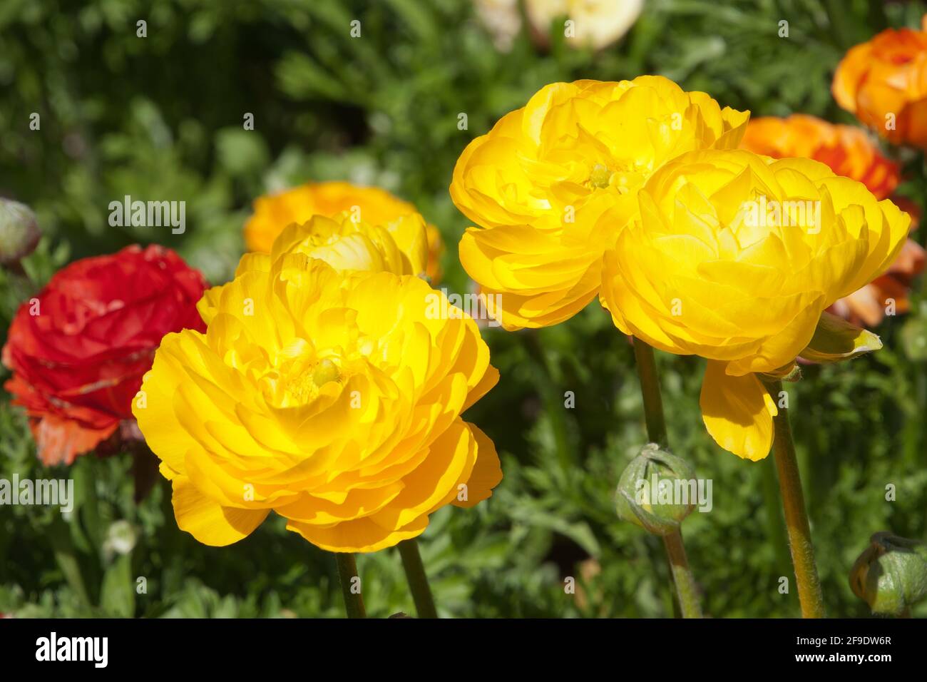 Sydney Australia, yellow ranunculus flowers in the sunshine Stock Photo ...