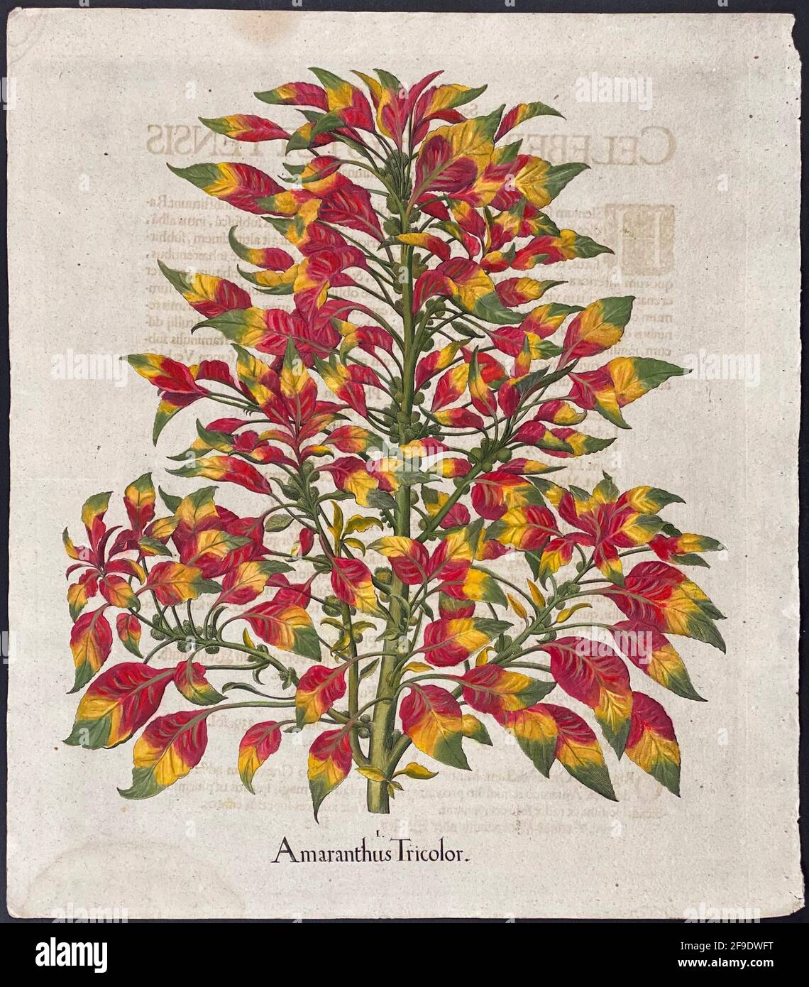 Edible Amaranth; Amaranthus Tricolor – Art by Basilius Besler (1561 ...