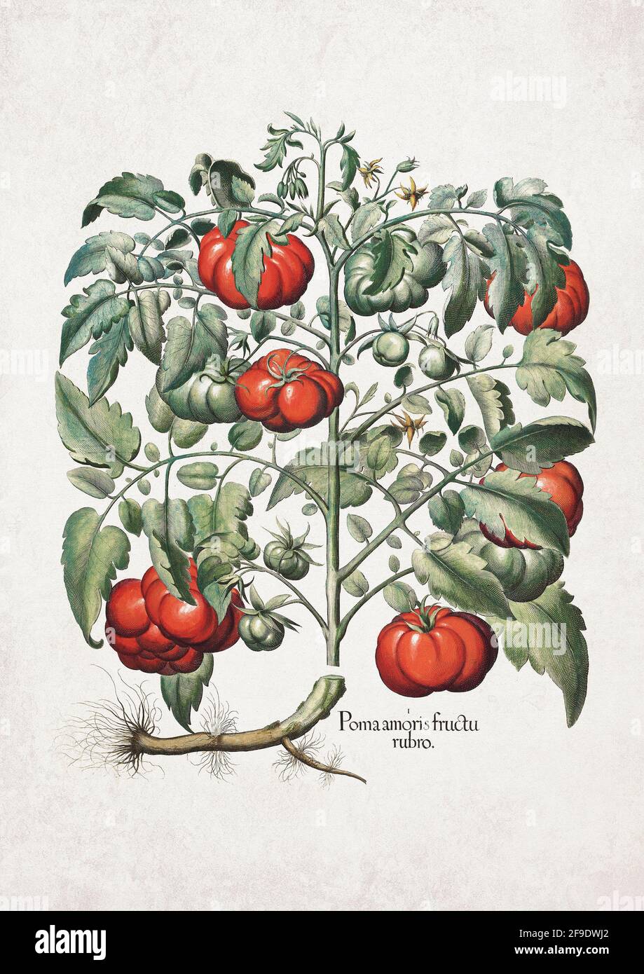 Besler tomato hi-res stock photography and images - Alamy