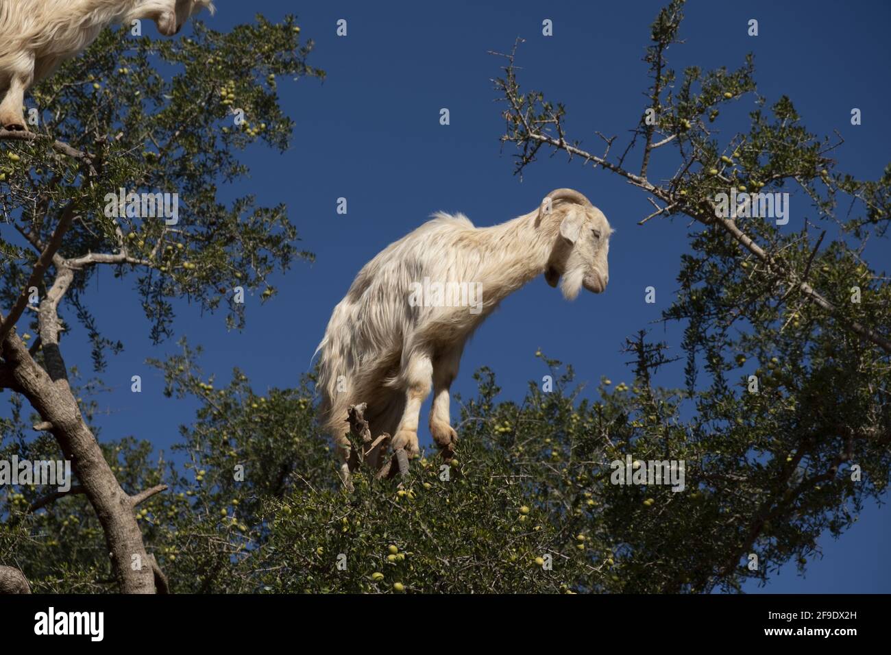 the white goats standing on the tree branch in the blue sky background ...