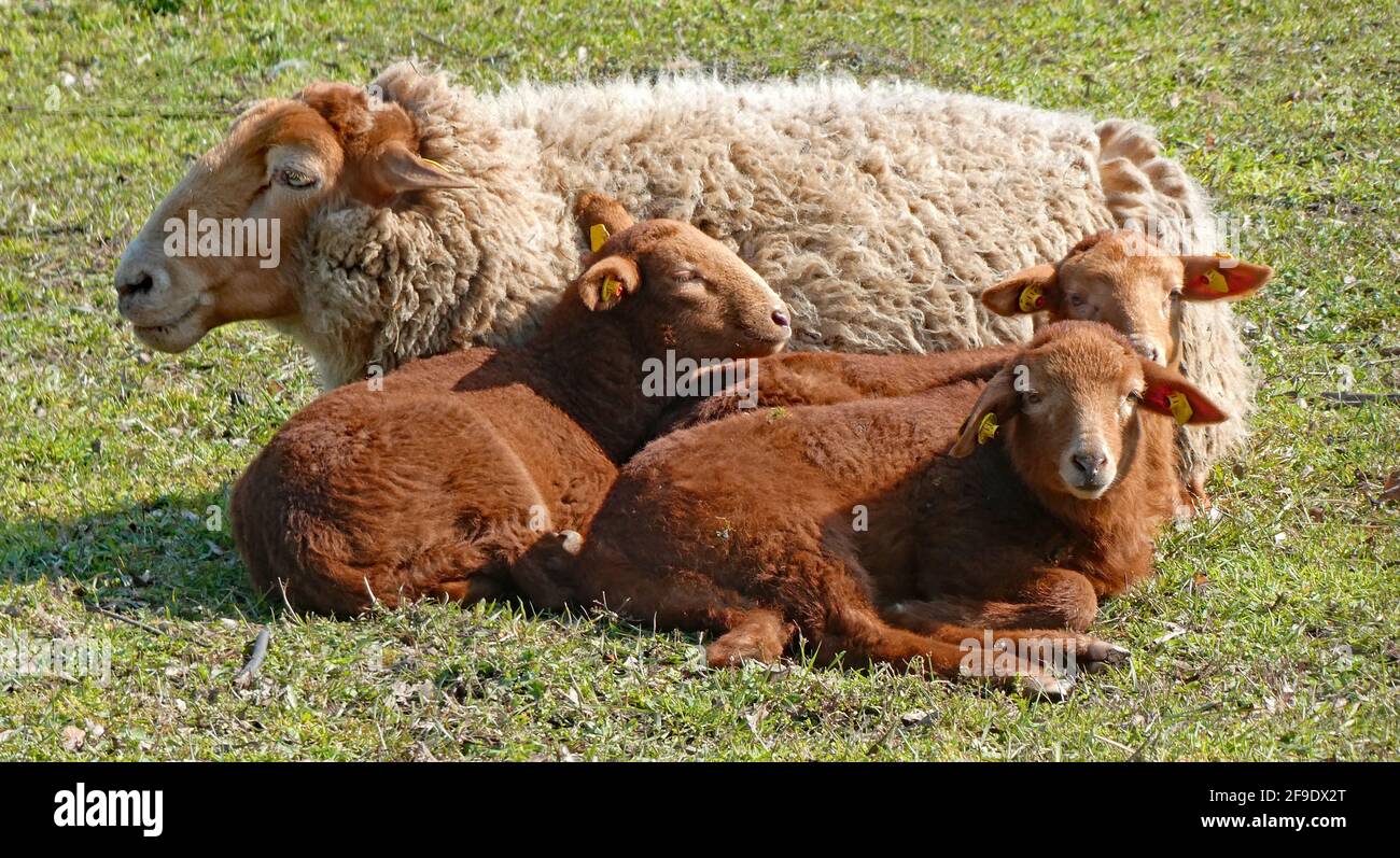 Adorable cute brown lamb hi-res stock photography and images - Alamy