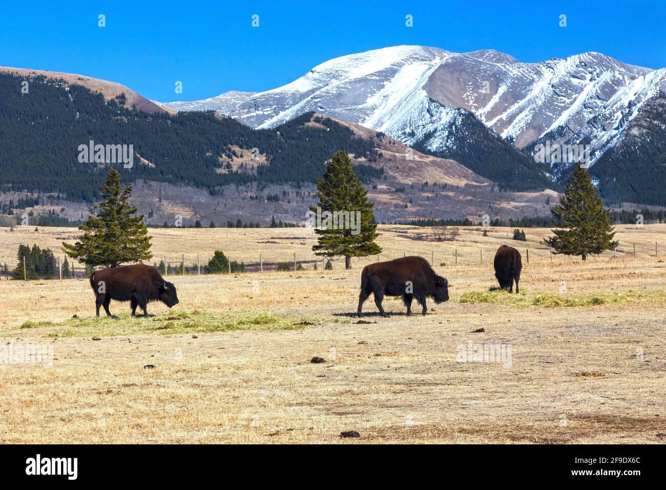 Buffalo on the skyline hi-res stock photography and images - Alamy