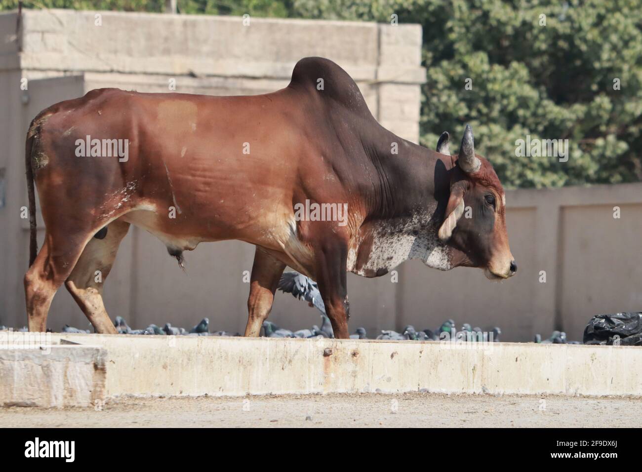 Cattle and pigeons hi-res stock photography and images - Alamy