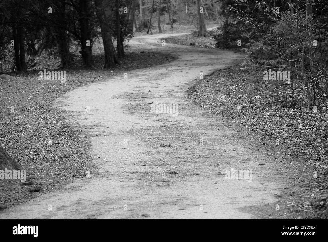Winding Path Black And White