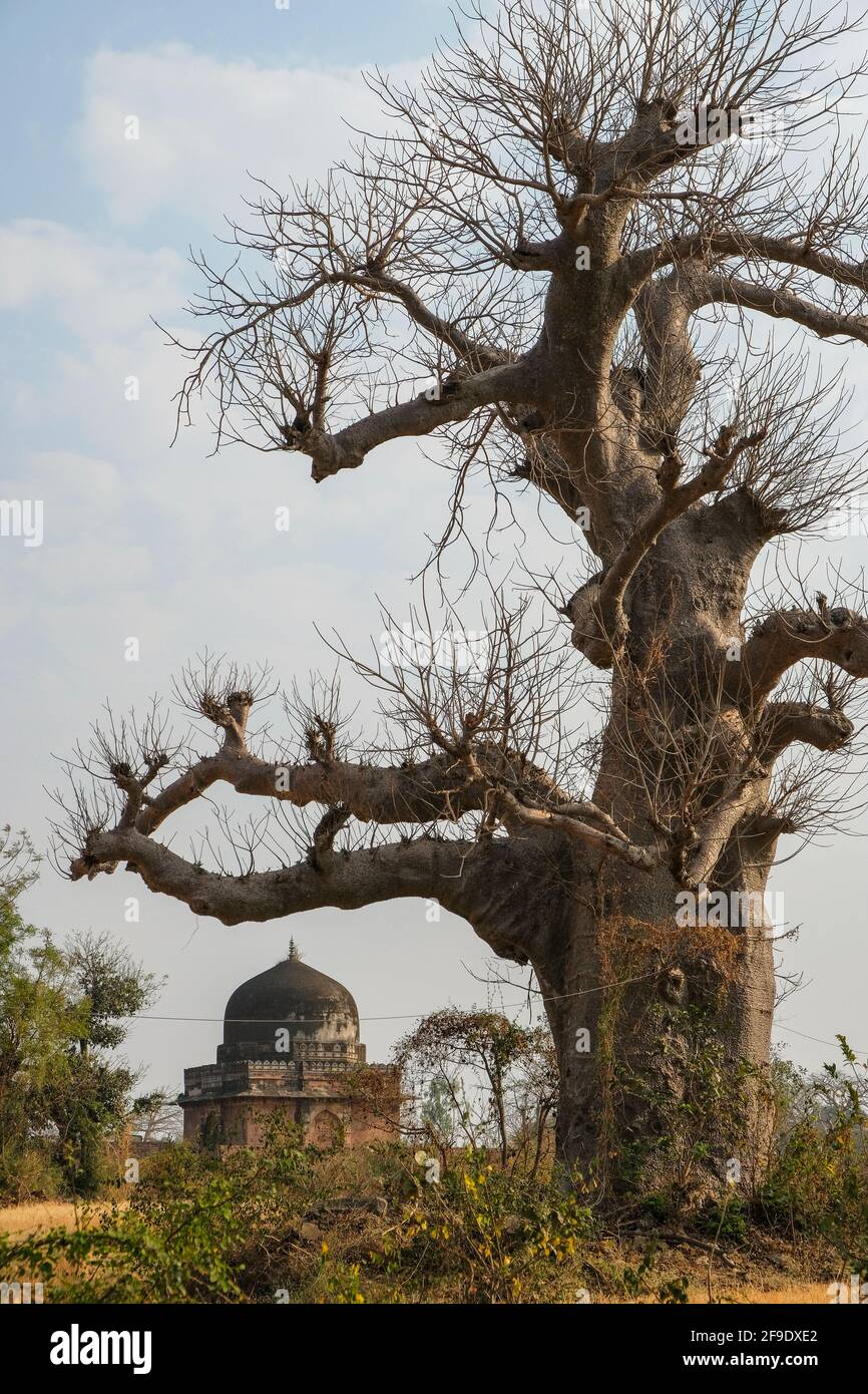 View of a baobab in Mandu, Madhya Pradesh, India Stock Photo - Alamy