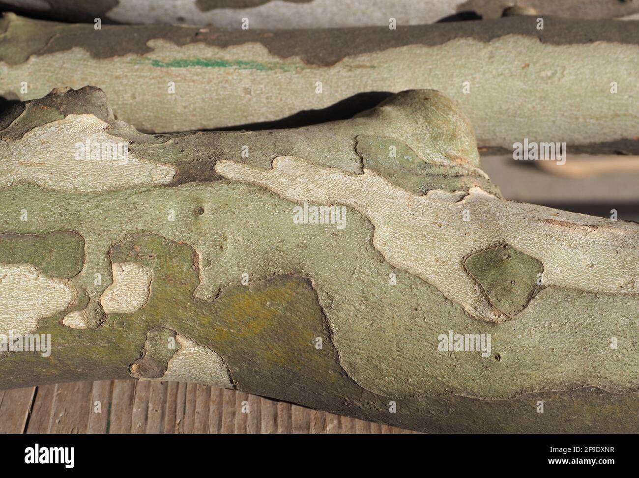 Useful camouflage hi-res stock photography and images - Alamy