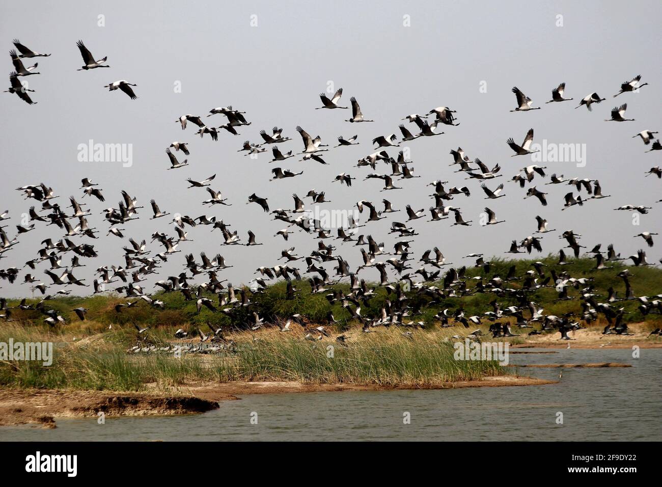 Beautiful shot flock bird flying hi-res stock photography and images ...