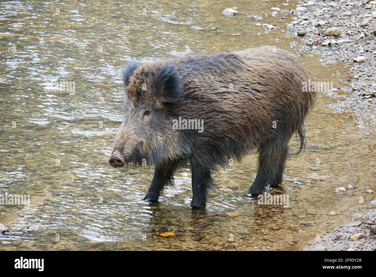 big wild boar stands in a forest stream Sus scrofa Stock Photo - Alamy