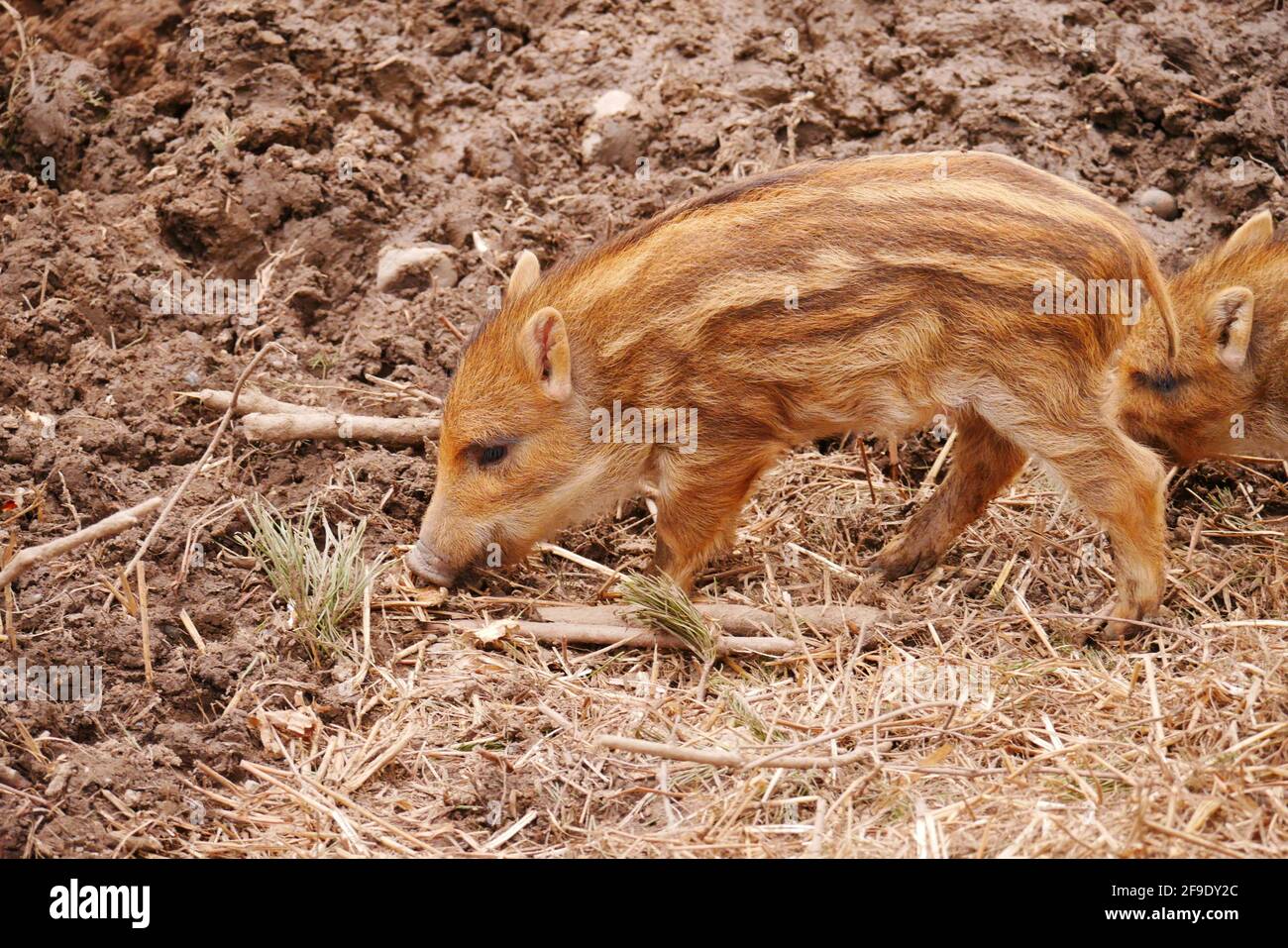 Pig fodder hi-res stock photography and images - Alamy