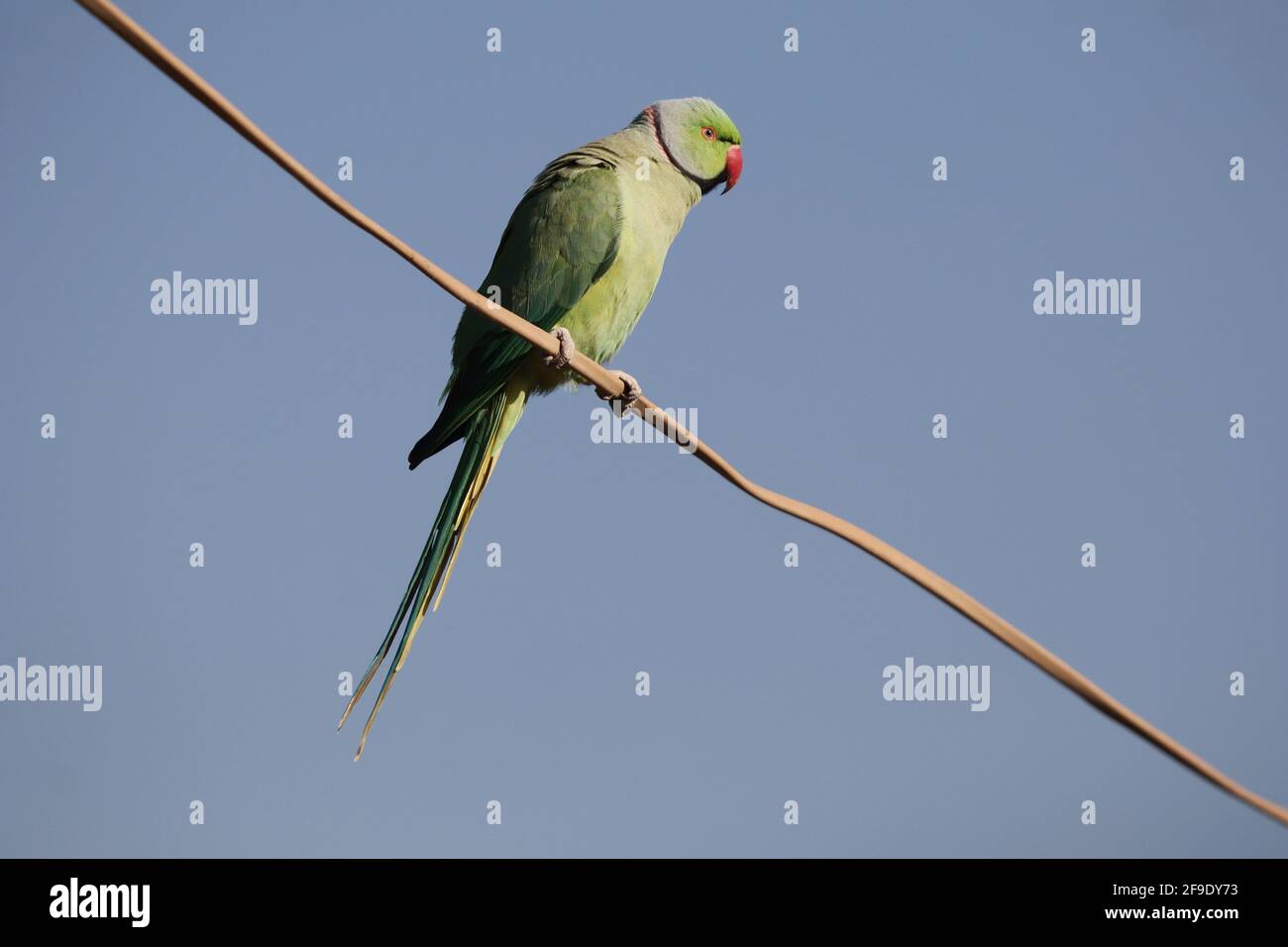A low angle shot of a green parrot perched on a pole isolated on light ...