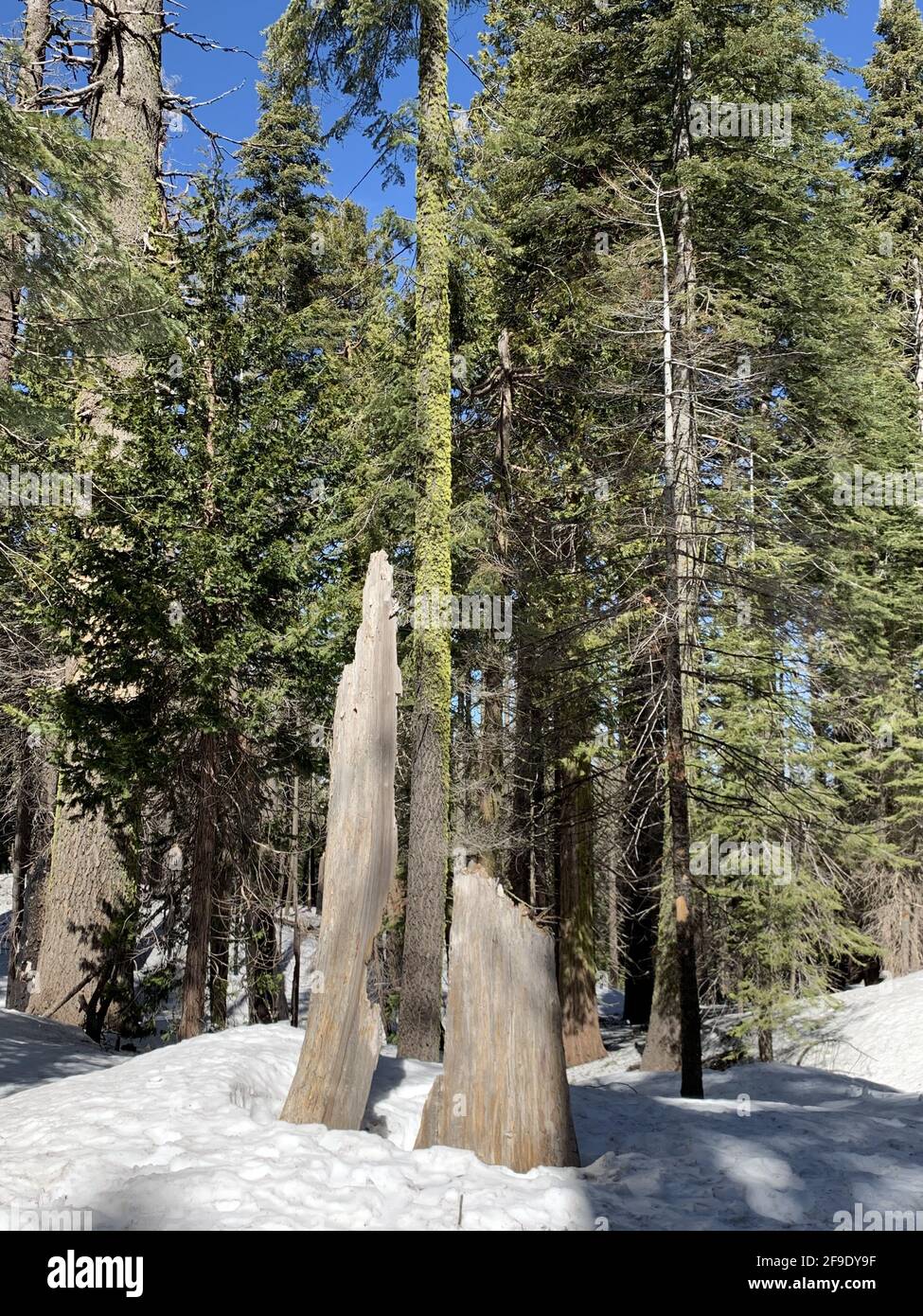 A vertical shot of pine trees on a snowy landscape in Sierra Nevada ...