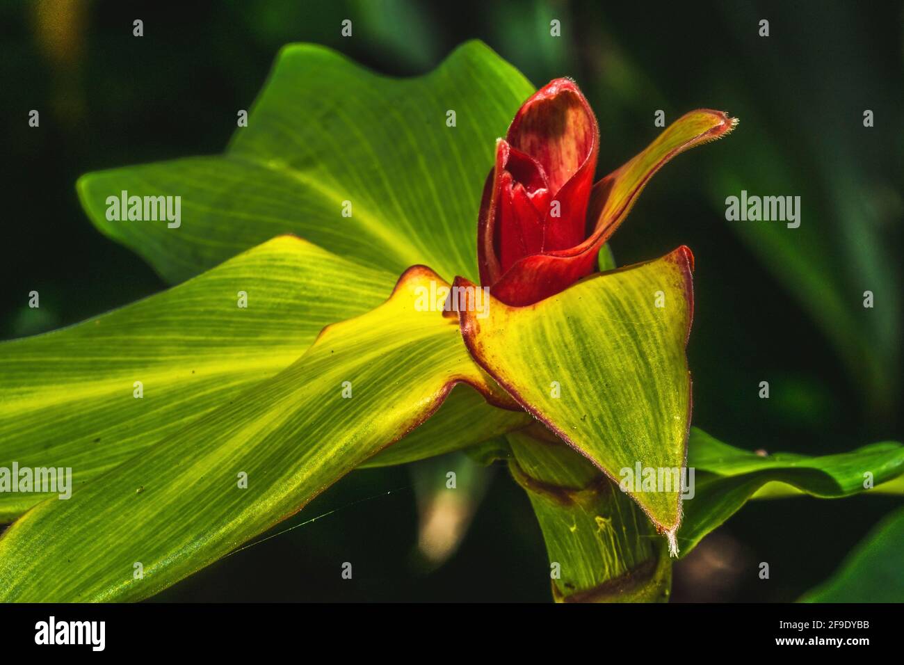 African arrowroot hi-res stock photography and images - Alamy