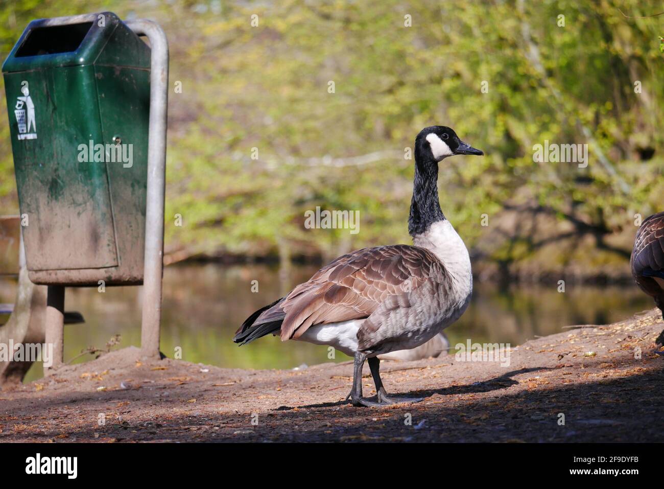 country goose branta canadensis a canada goose stands in the sunlight ...