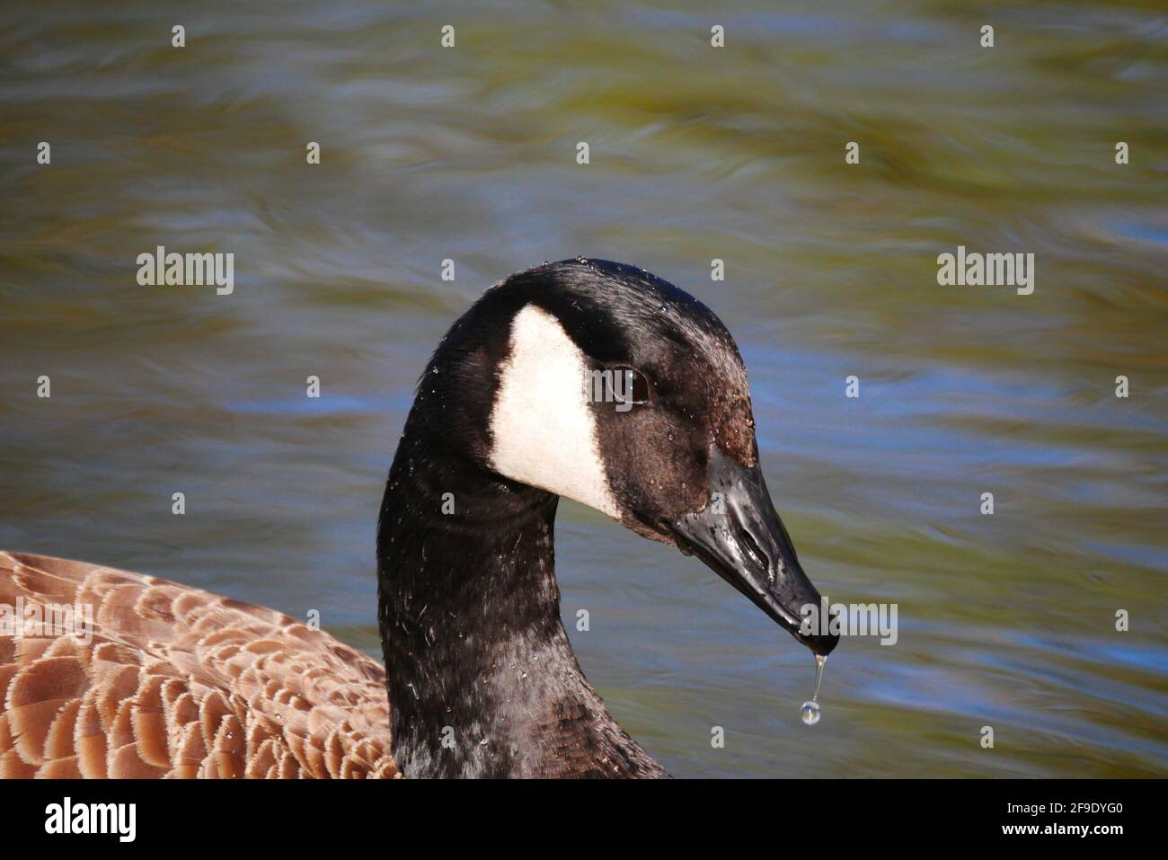 close up of the head of a canada goose with wet plumage and wet beak ...
