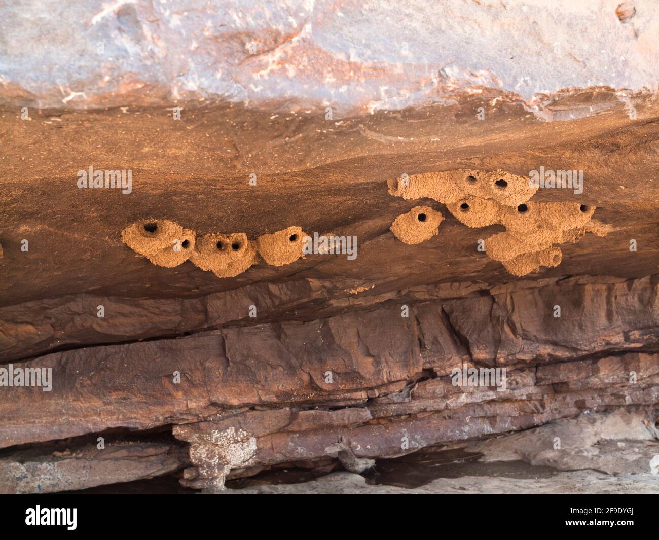 Fairy Martin (Hirundo ariel) mud bottle nests at Sir John Gorge ...