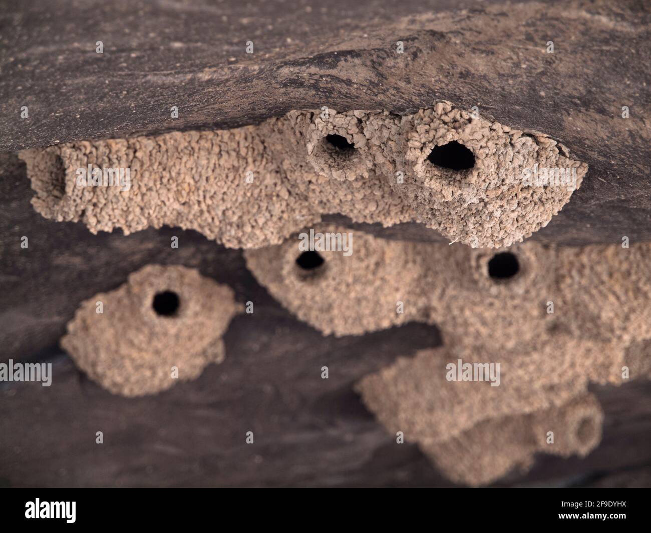 Fairy Martin (Hirundo ariel) mud bottle nests at Sir John Gorge ...