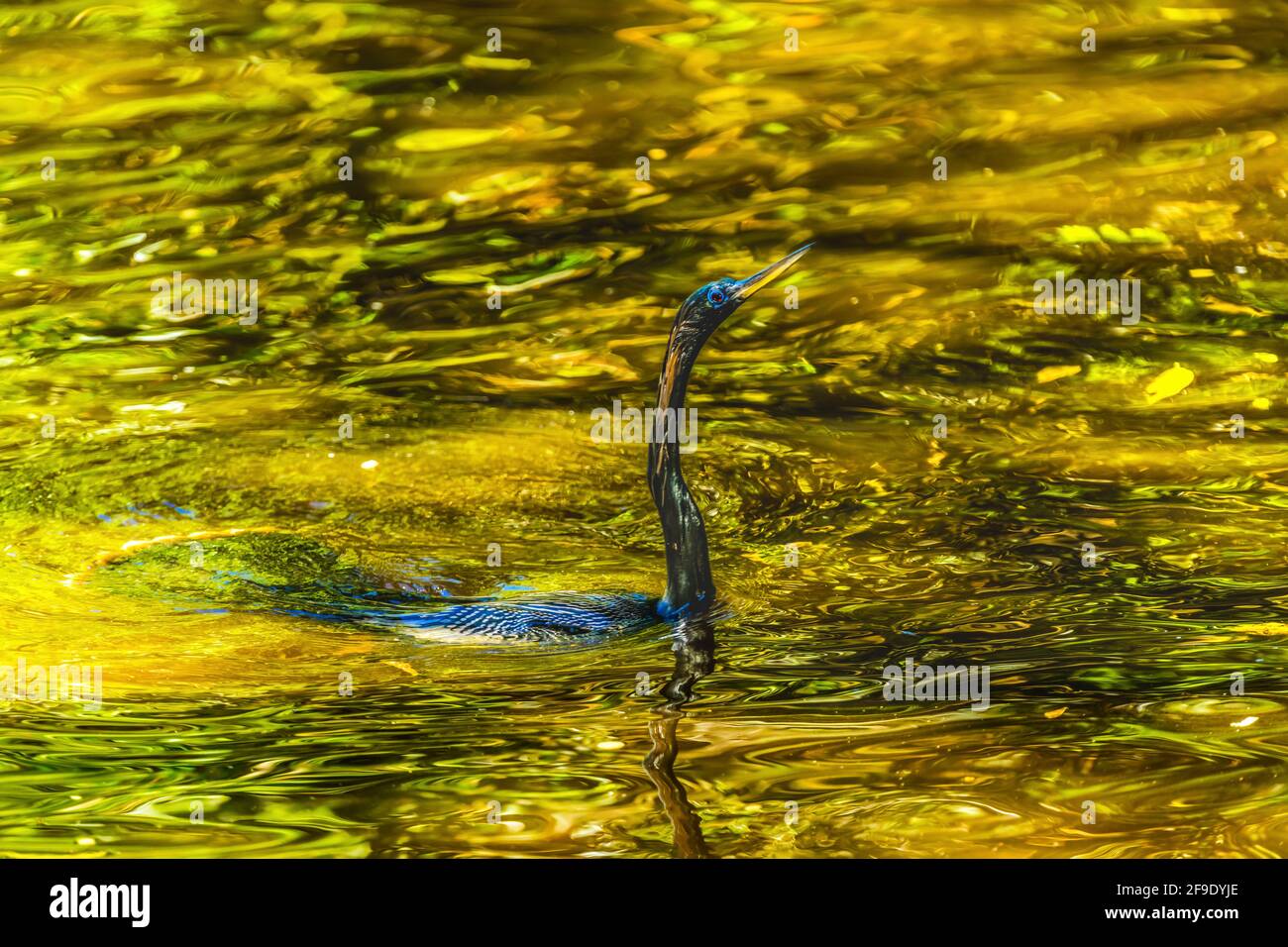 American Anhinga High Resolution Stock Photography and Images - Alamy