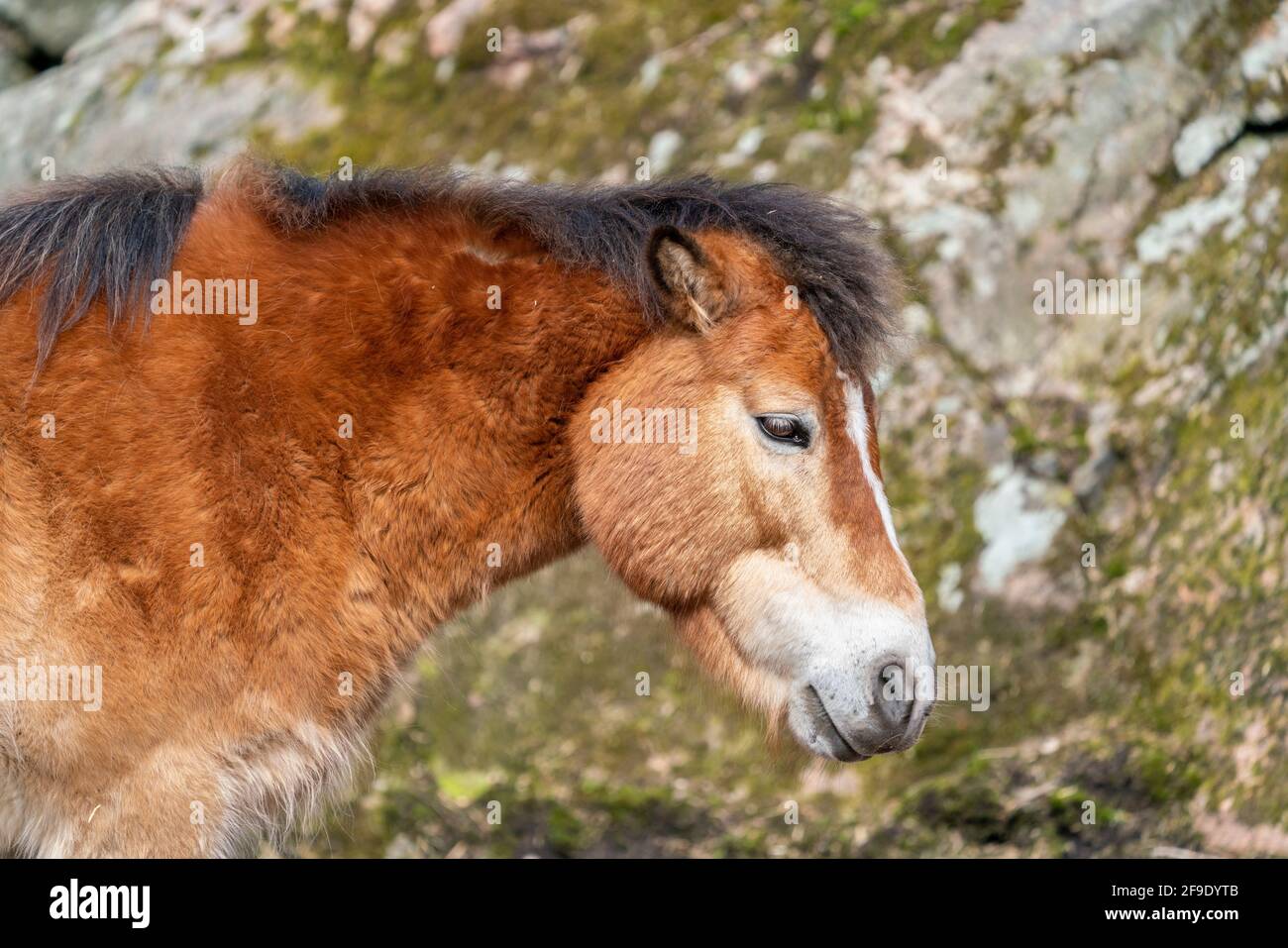 Gotland russ or Gotland pony Horse is an old Swedish pony breed Stock ...