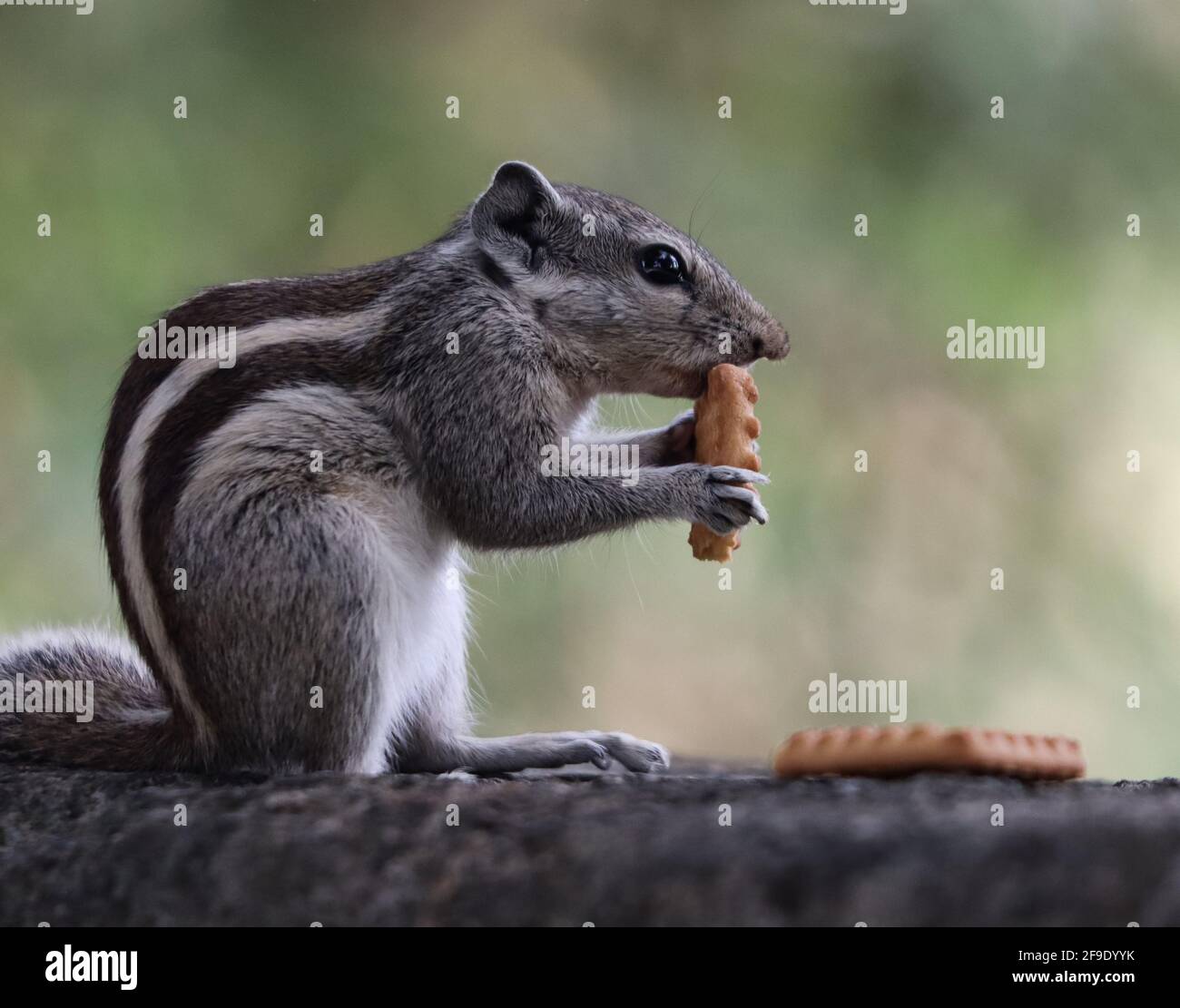 Indian fluffy bread hi-res stock photography and images - Alamy