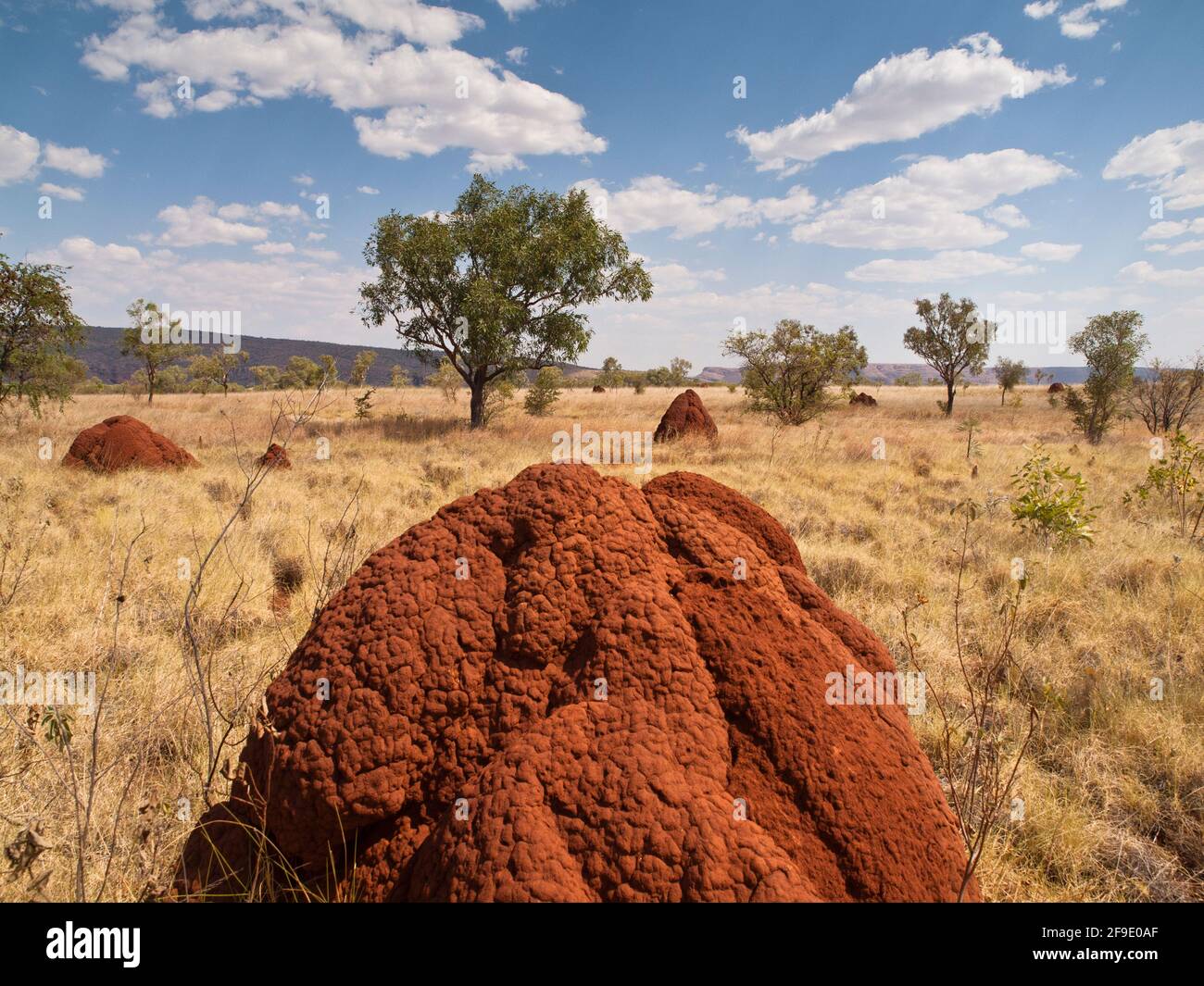 Red termite mound on tropical savannah, Mornington, Kimberley, Western ...