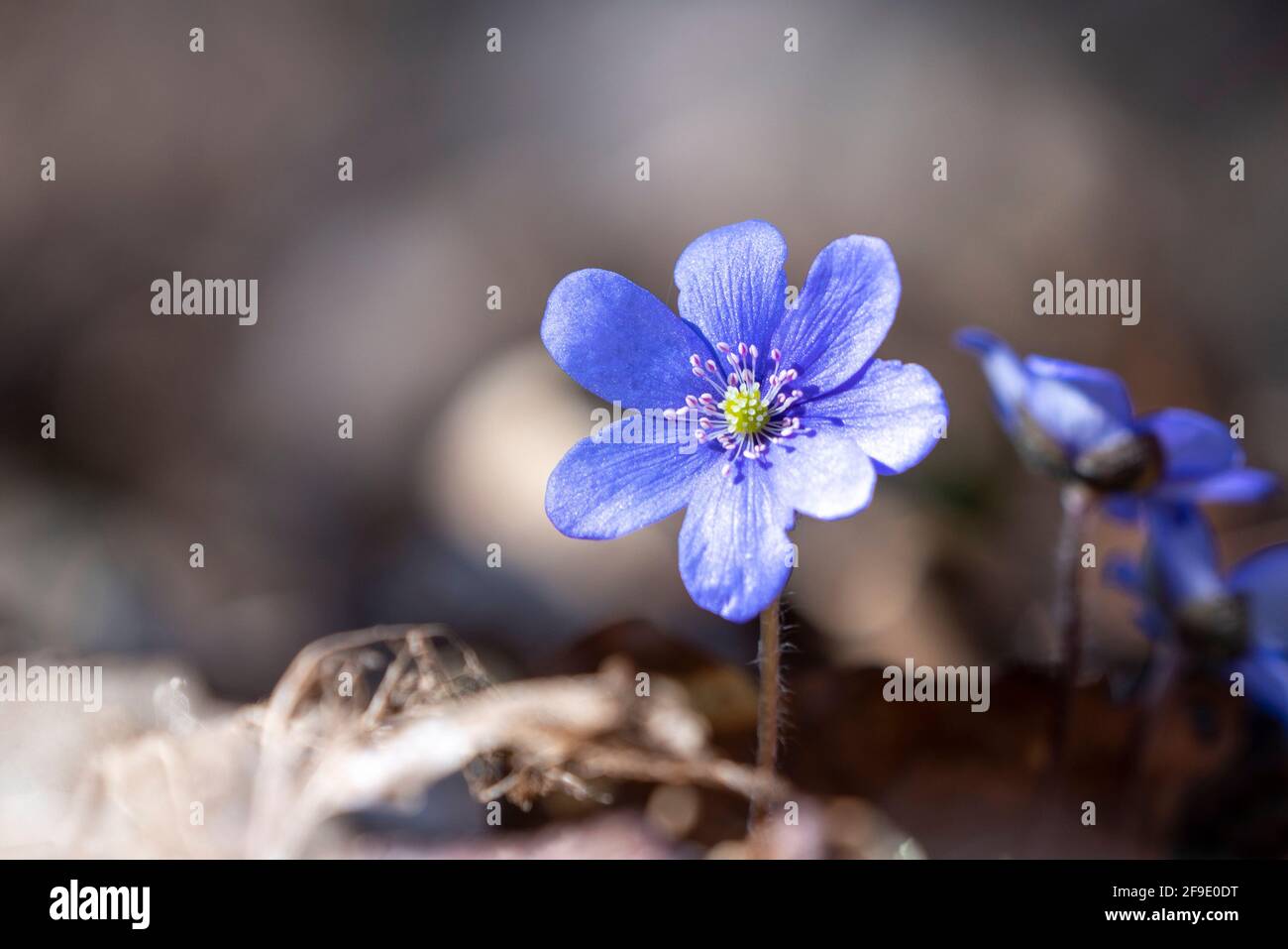 Violet Common Hepatica or Anemone hepatica on Spring Scene Flower Bed ...