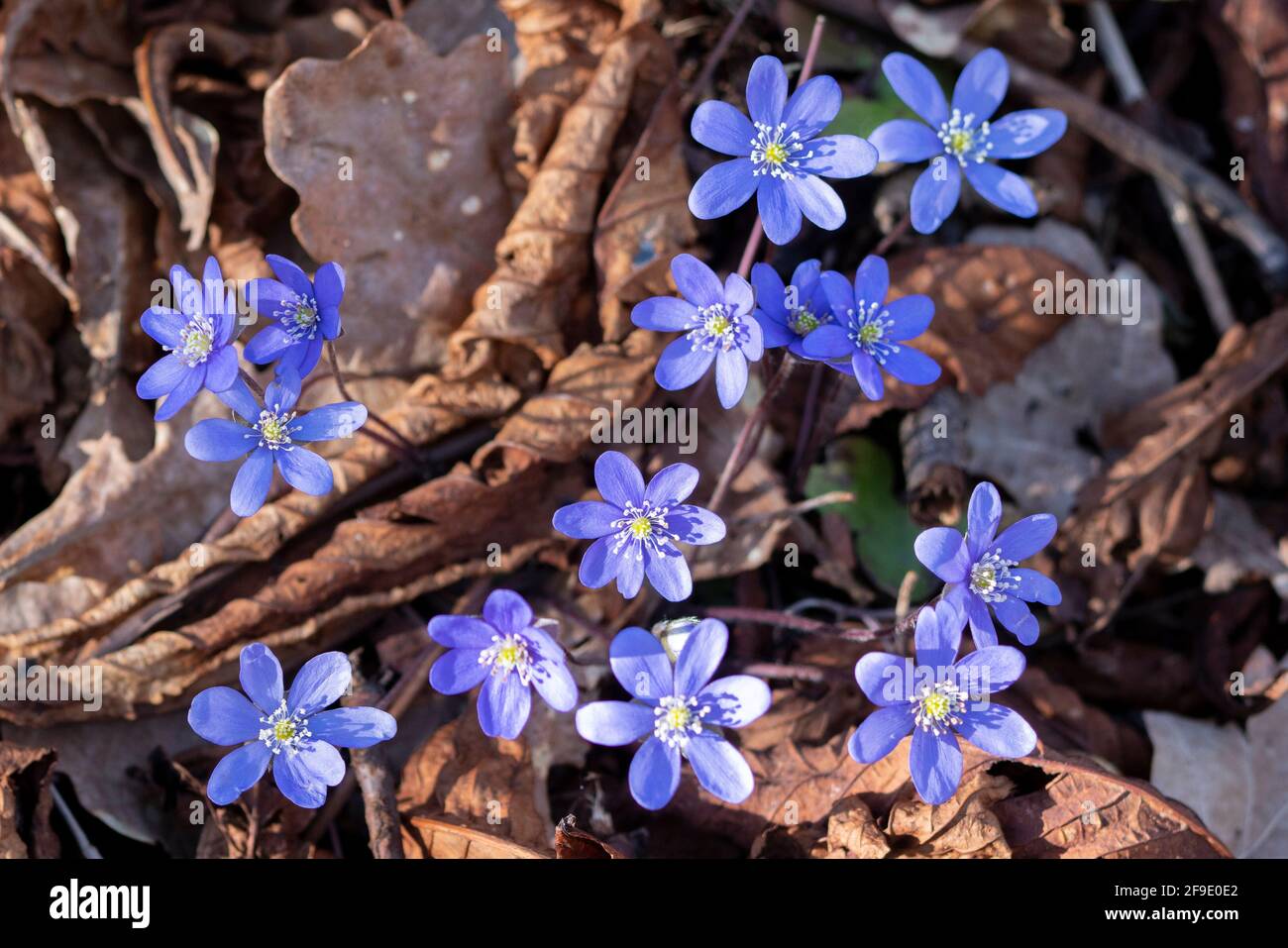 Violet Common Hepatica or Anemone hepatica on Spring Scene Flower Bed ...