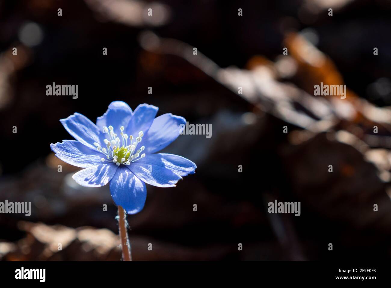 Violet Common Hepatica or Anemone hepatica on Spring Scene Flower Bed ...