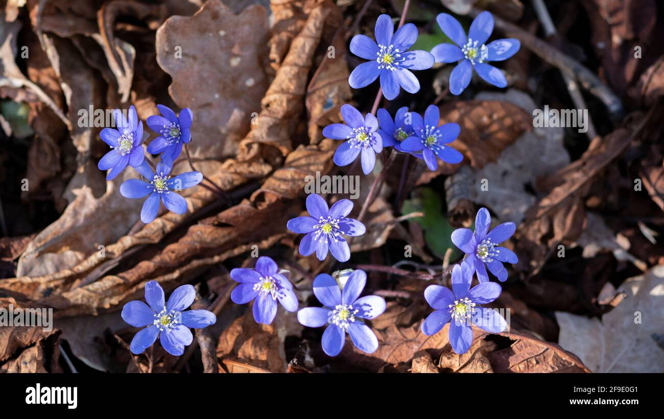Violet Common Hepatica or Anemone hepatica on Spring Scene Flower Bed ...