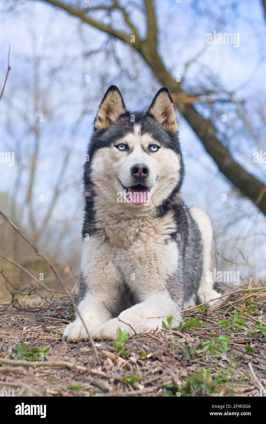 A young Siberian Husky is lying down in a forest Stock Photo - Alamy
