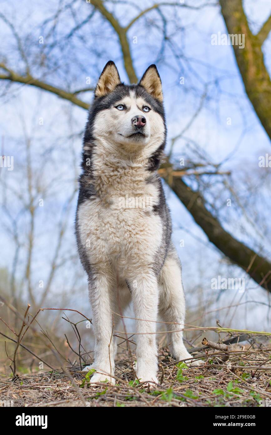 Siberian husky standing in forest. Show dog posing Stock Photo - Alamy
